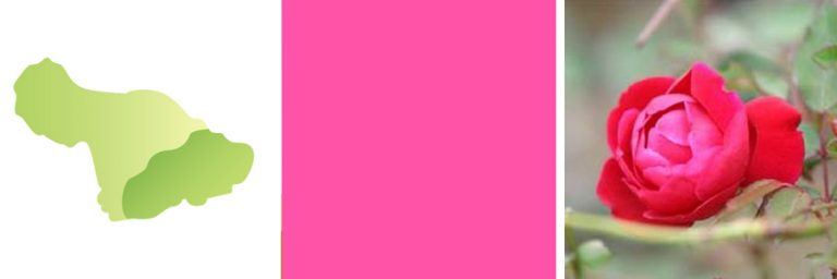 Official Colors and Flowers of Hawaiian Islands – HomeyHawaii