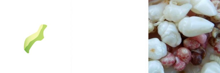 Official Colors and Flowers of Hawaiian Islands – HomeyHawaii