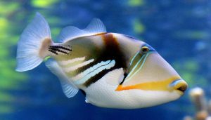 Hawaii State Symbols: State Flower, Bird, Fish and More – HomeyHawaii