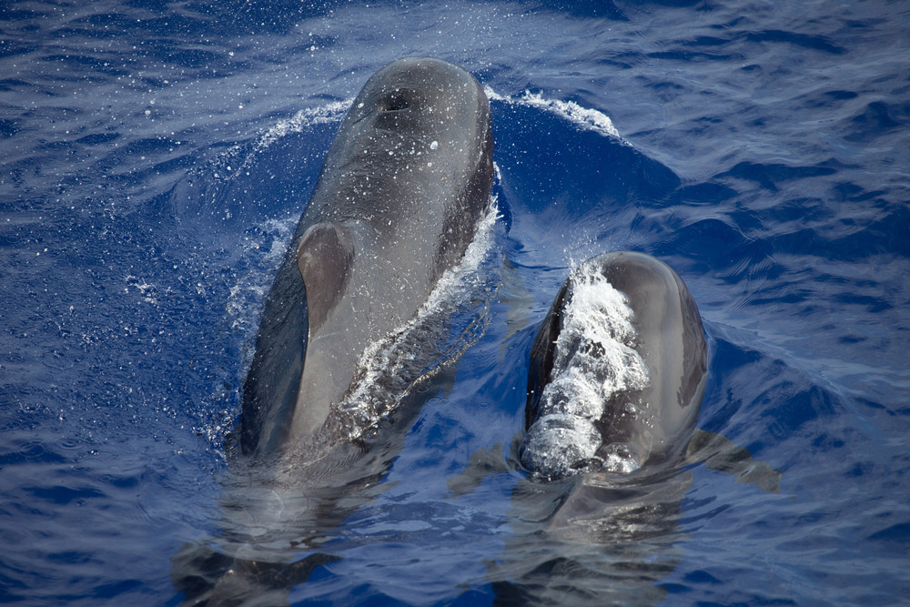 Mother and calf short fin pilot whale in Hawaii – HomeyHawaii