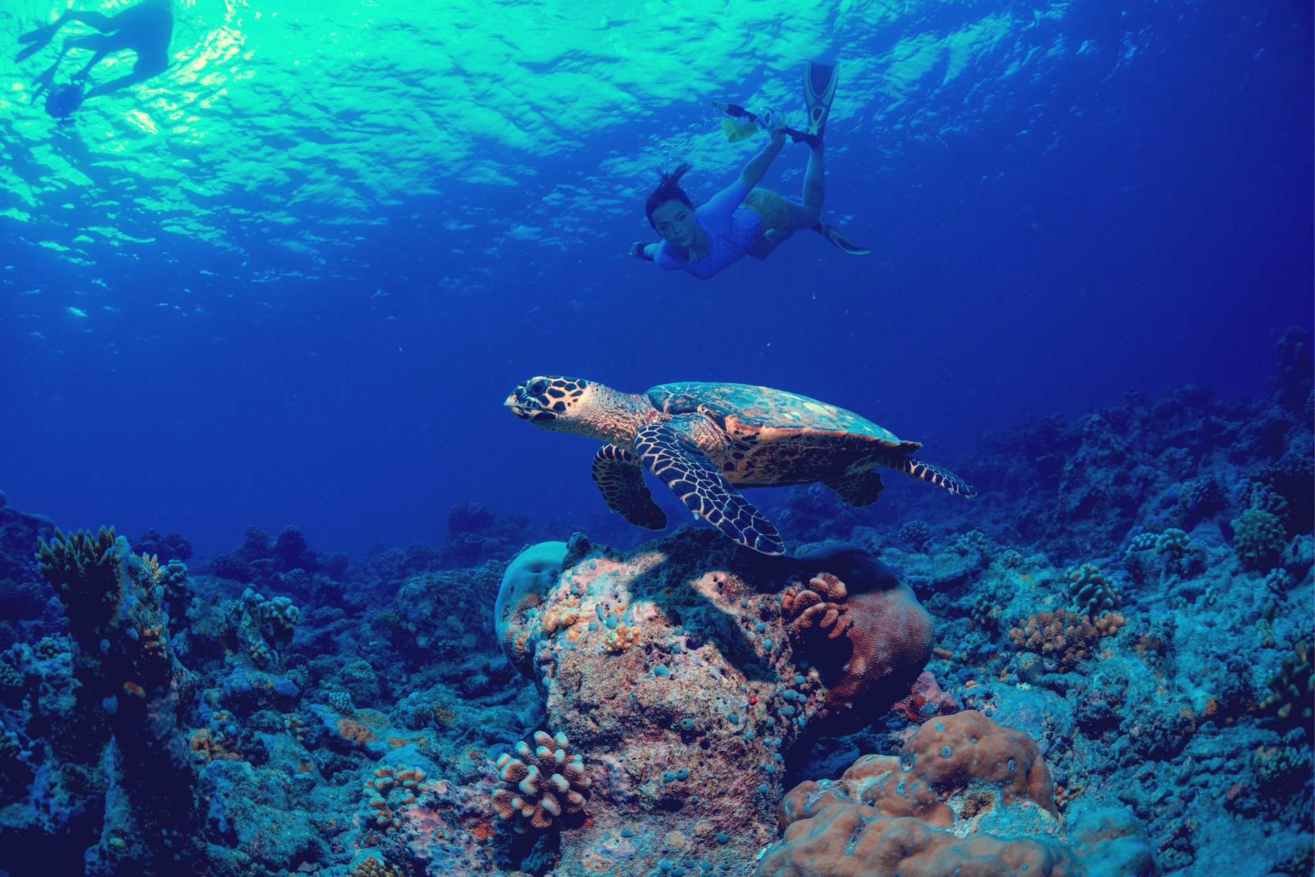 Best Turtle Snorkeling Locations in Hawaii – HomeyHawaii