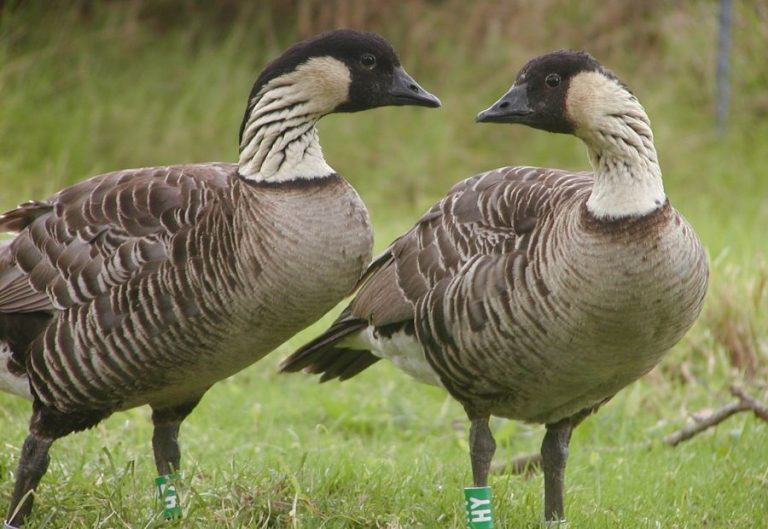 nene-goose-pair – HomeyHawaii