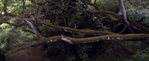 Magnum P.I. Filming Locations (TV Series 2018) – HomeyHawaii